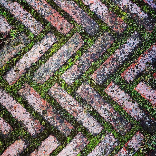 Beautiful Herringbone path with moss #gardenphotography # ...